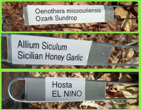 The Importance of Plant Labelling | The Peterborough & Area Master ...