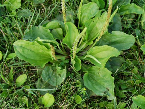 Weed Control | The Peterborough & Area Master Gardeners