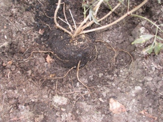 Planting to Encourage Proper Root Growth and Branching | The ...