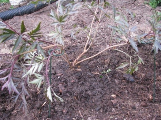 Planting to Encourage Proper Root Growth and Branching | The ...