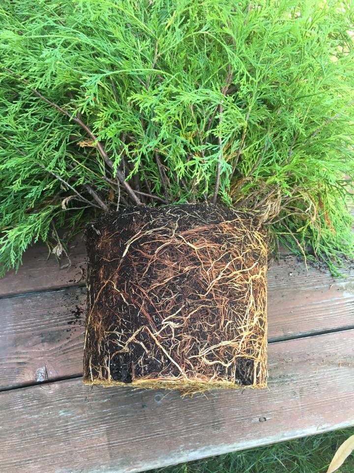 The Myth of Fragile Roots Planting Trees and Shrubs | The Peterborough ...