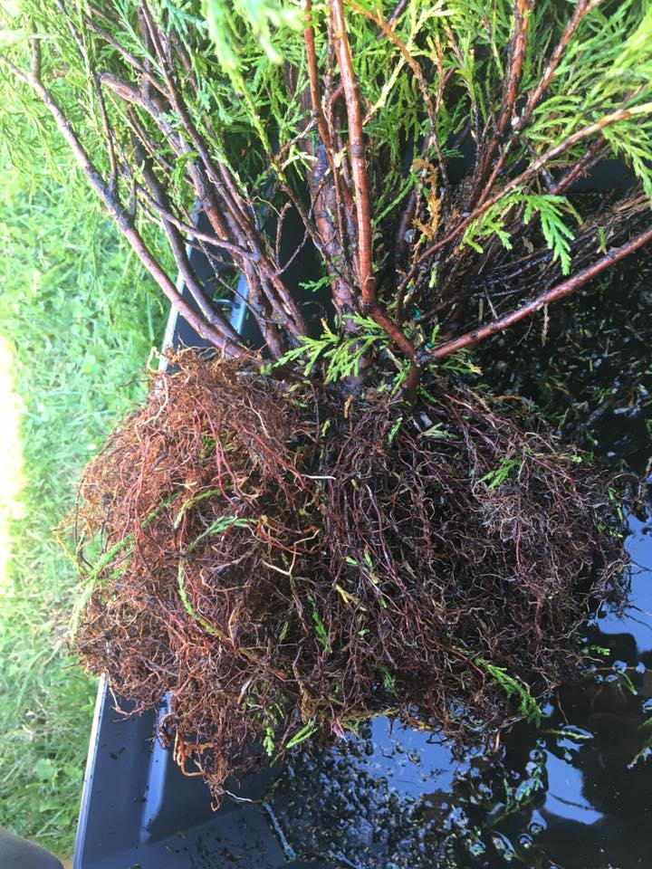 The Myth of Fragile Roots Planting Trees and Shrubs | The Peterborough ...