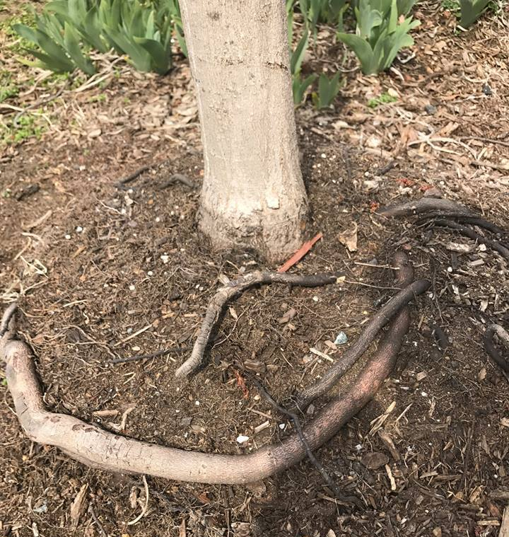 The Myth of Fragile Roots Planting Trees and Shrubs | The Peterborough ...