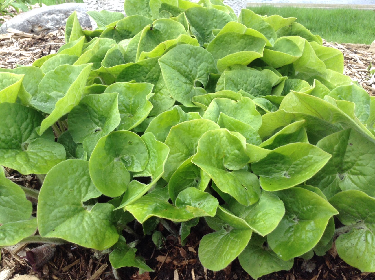 Native Plants that Bring Me Joy in the Spring | The Peterborough & Area ...