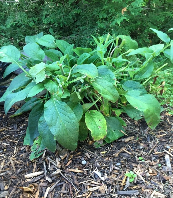 Comfrey Tea | The Peterborough & Area Master Gardeners
