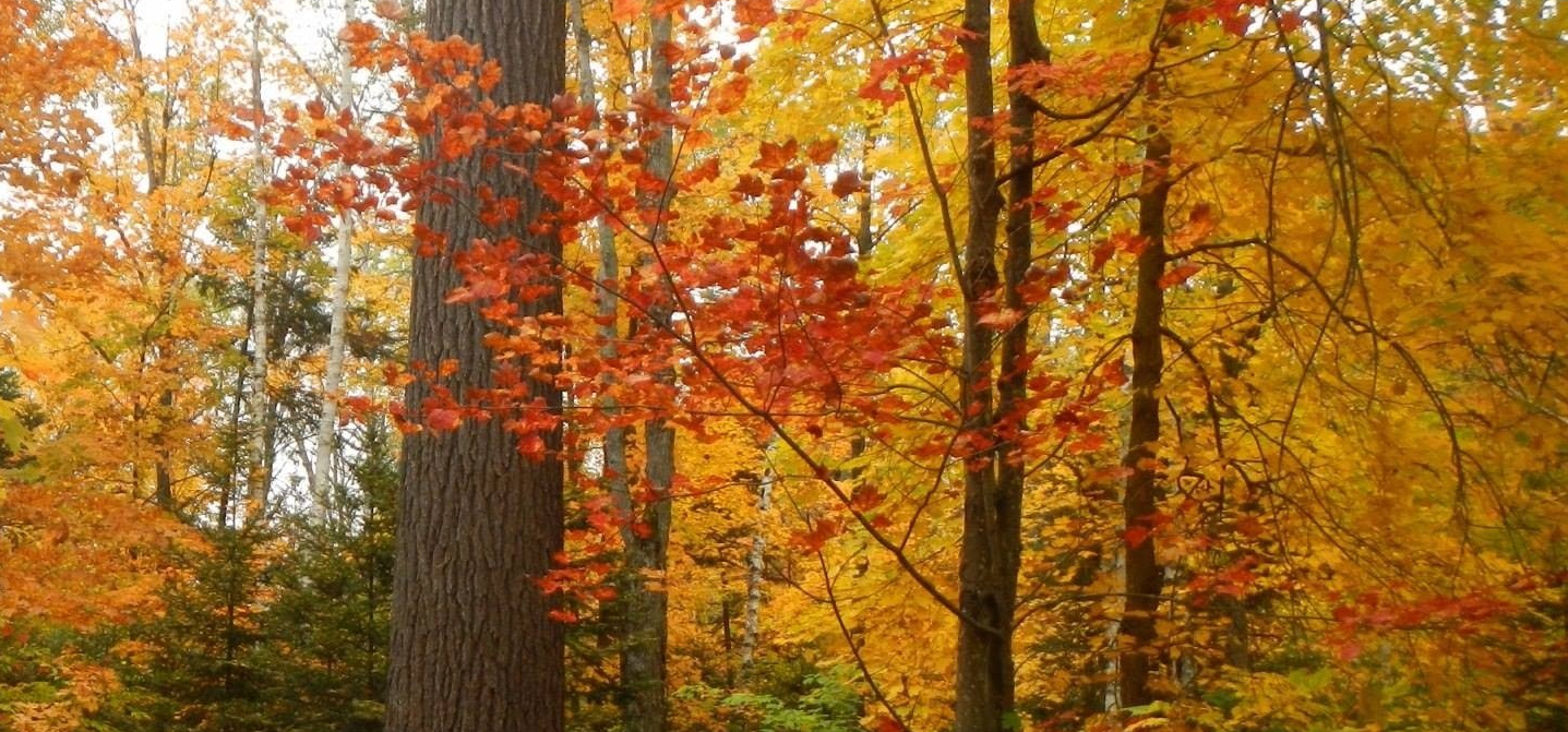Trees for the Understory | The Peterborough & Area Master Gardeners