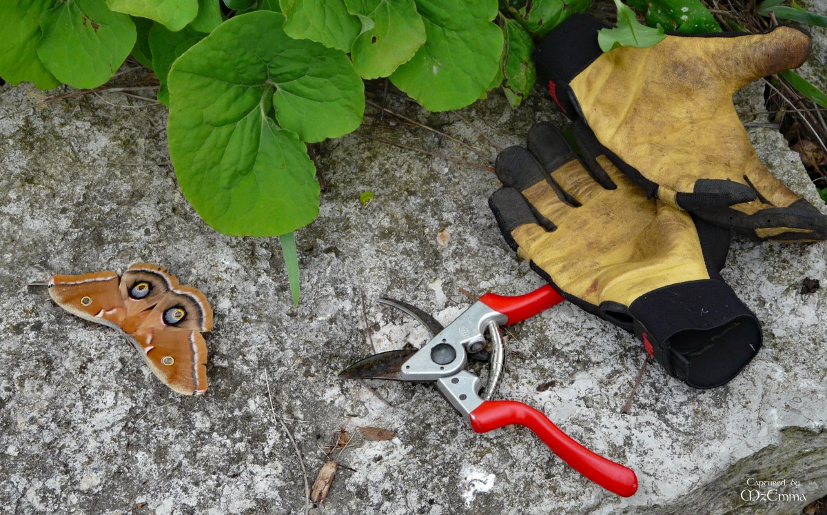 A Gardener’s Favourite Tools | The Peterborough & Area Master Gardeners