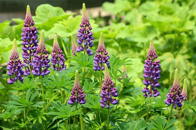 Lupins | The Peterborough & Area Master Gardeners