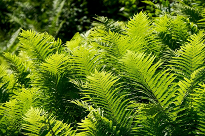 Gardening with Ferns | The Peterborough & Area Master Gardeners