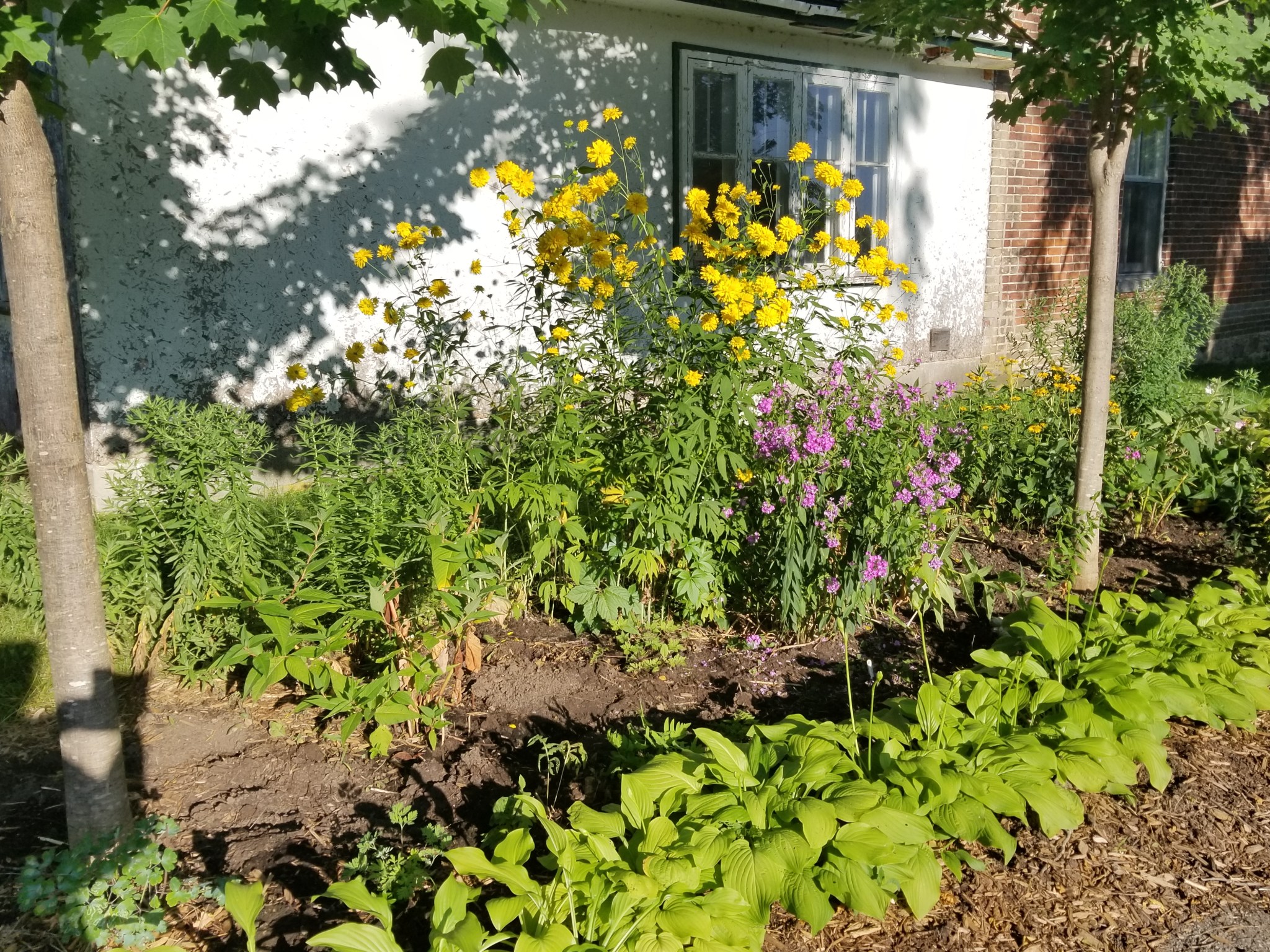Ditch Lilies – a Cautionary Tale | The Peterborough & Area Master Gardeners