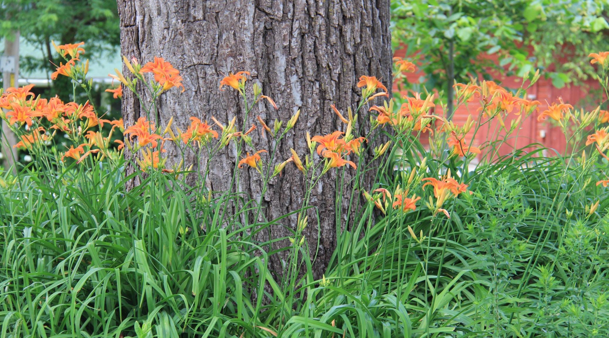 Ditch Lilies – a Cautionary Tale | The Peterborough & Area Master Gardeners