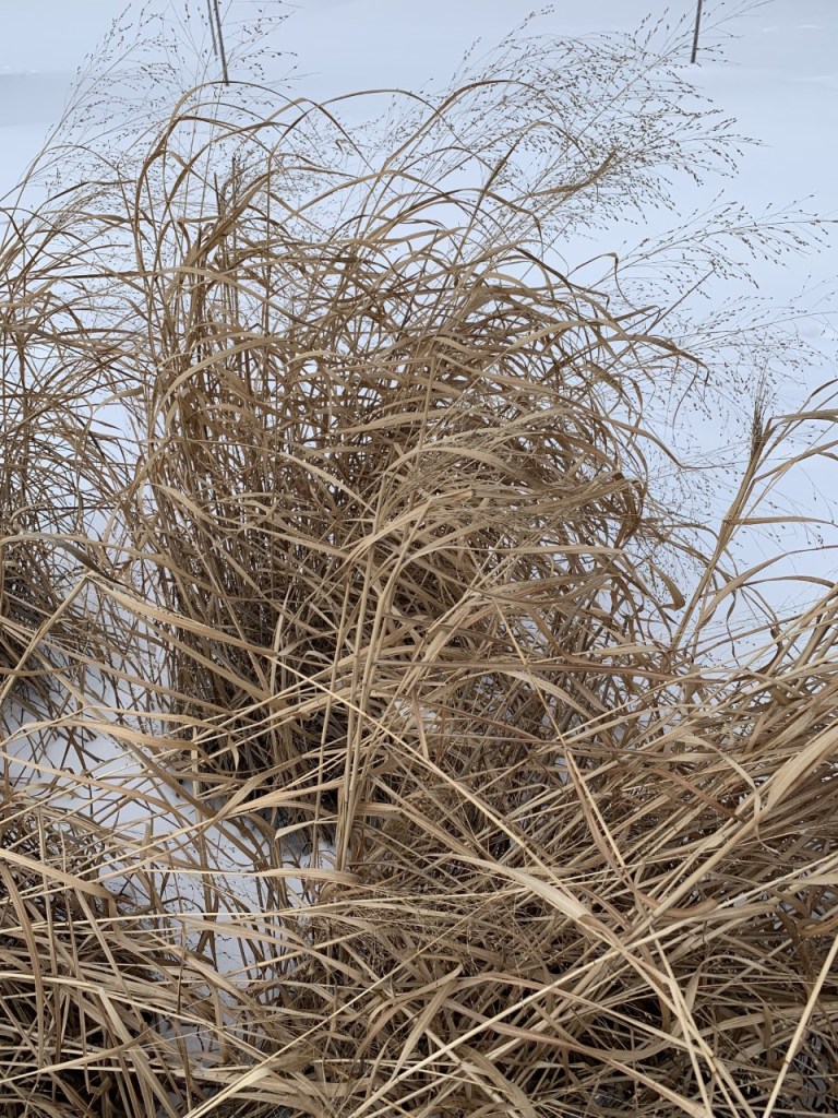 Winter Favourites | The Peterborough & Area Master Gardeners