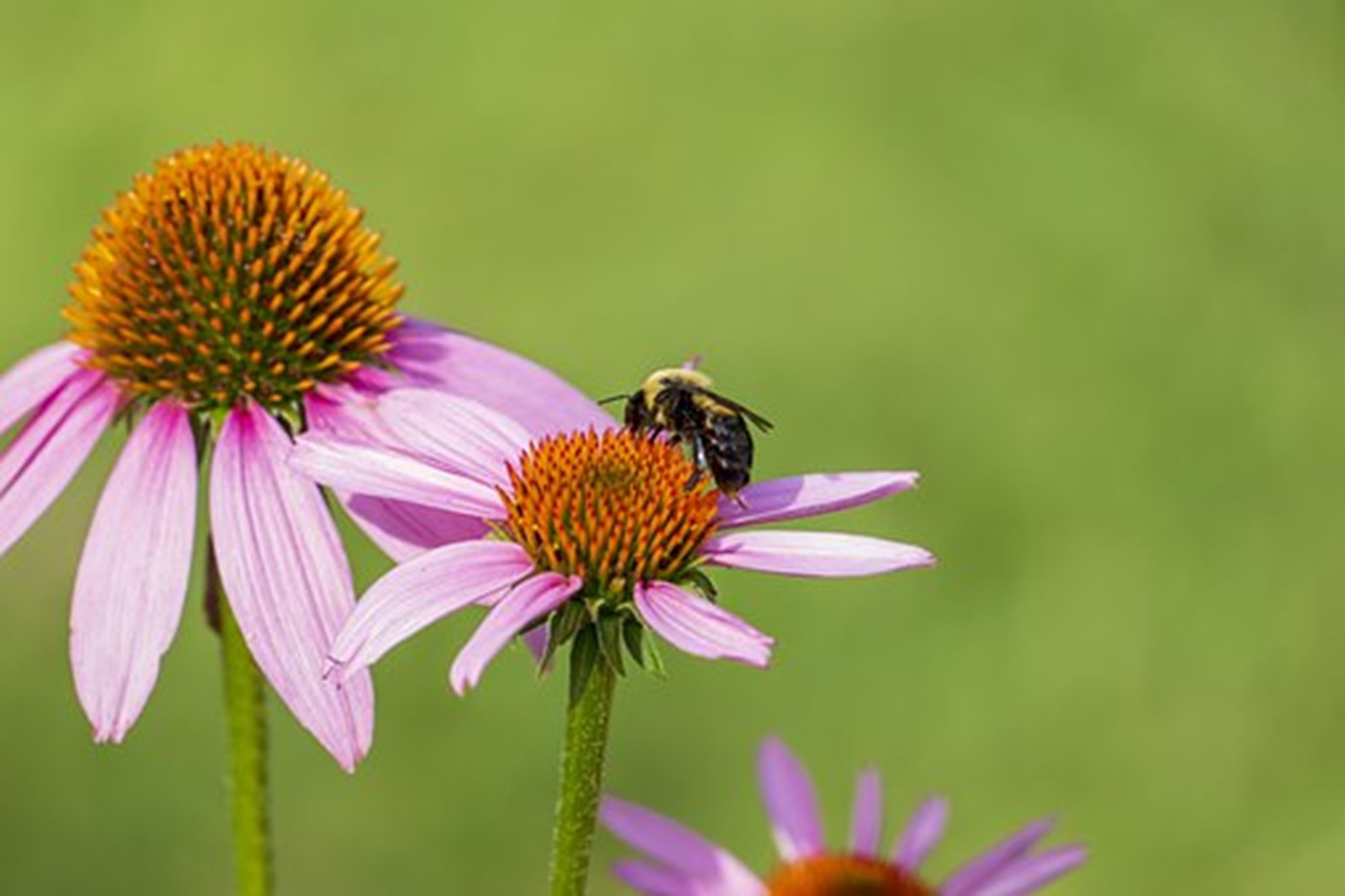 Am I a Problem? | The Peterborough & Area Master Gardeners