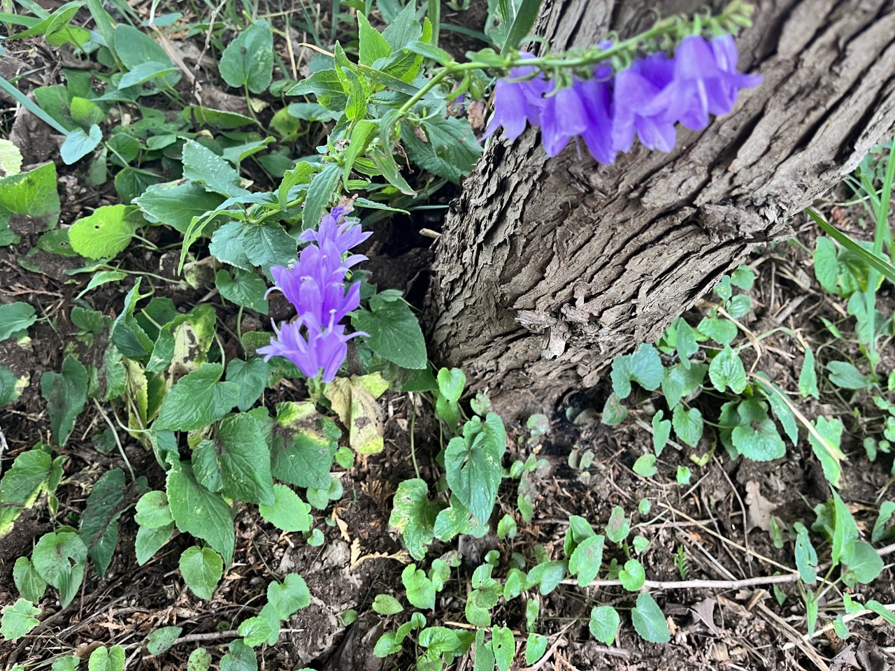 Outcompeting Invasive Plants, Part II | The Peterborough & Area Master ...