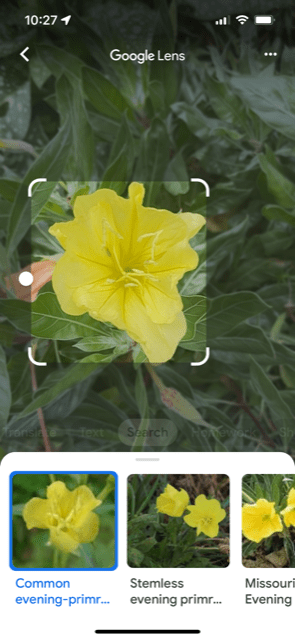 Google Lens (free!) for all of your identification needs | The ...