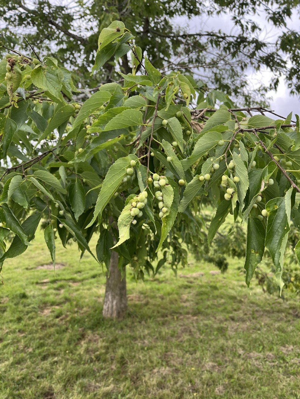 Insect Galls on Trees | The Peterborough & Area Master Gardeners