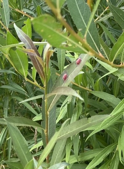 Insect Galls on Trees | The Peterborough & Area Master Gardeners