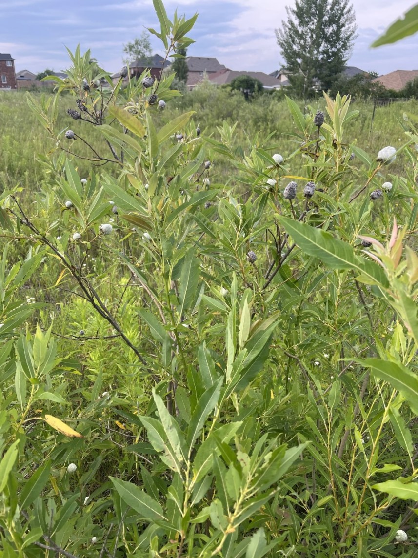Insect Galls on Trees | The Peterborough & Area Master Gardeners