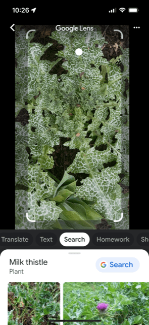 Google Lens (free!) for all of your identification needs | The ...