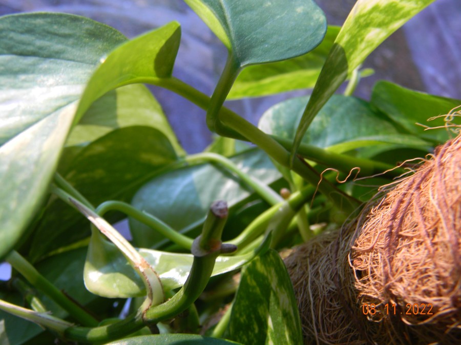Philodendron — An Easy Care Houseplant | The Peterborough & Area Master ...