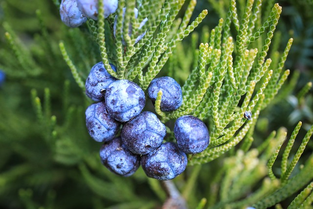 In Praise of the Lowly Common Juniper | The Peterborough & Area Master ...