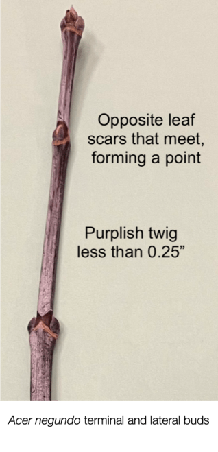 Tree Identification with a Winter Key | The Peterborough & Area Master ...