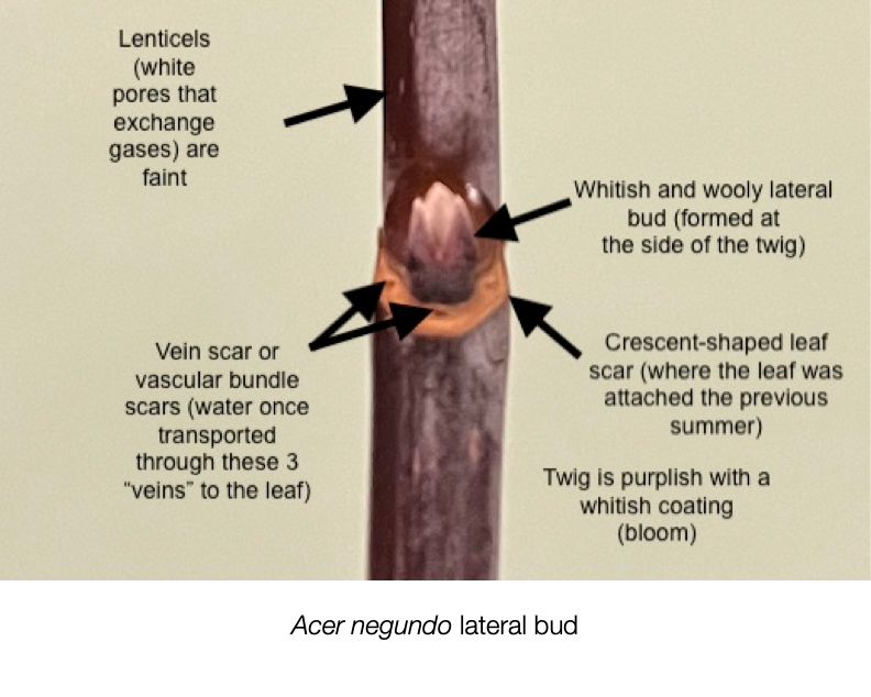 Tree Identification with a Winter Key | The Peterborough & Area Master ...