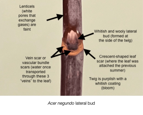 Tree Identification with a Winter Key | The Peterborough & Area Master ...