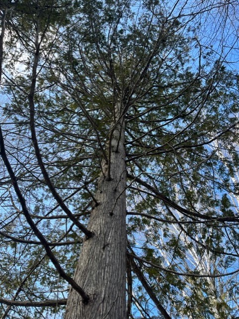 In Praise of the Eastern White Cedar | The Peterborough & Area Master Gardeners
