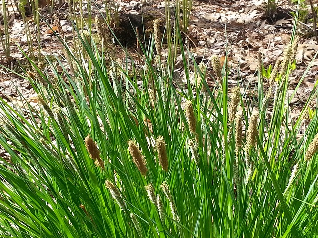 Mulling about Mulches | The Peterborough & Area Master Gardeners