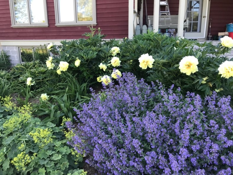 Pruning Herbaceous Perennials “The Chelsea Chop” | The Peterborough ...