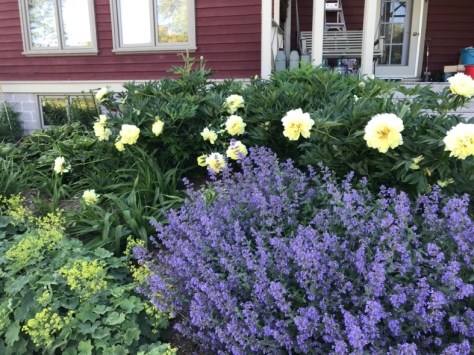 Pruning Herbaceous Perennials “The Chelsea Chop” | The Peterborough ...