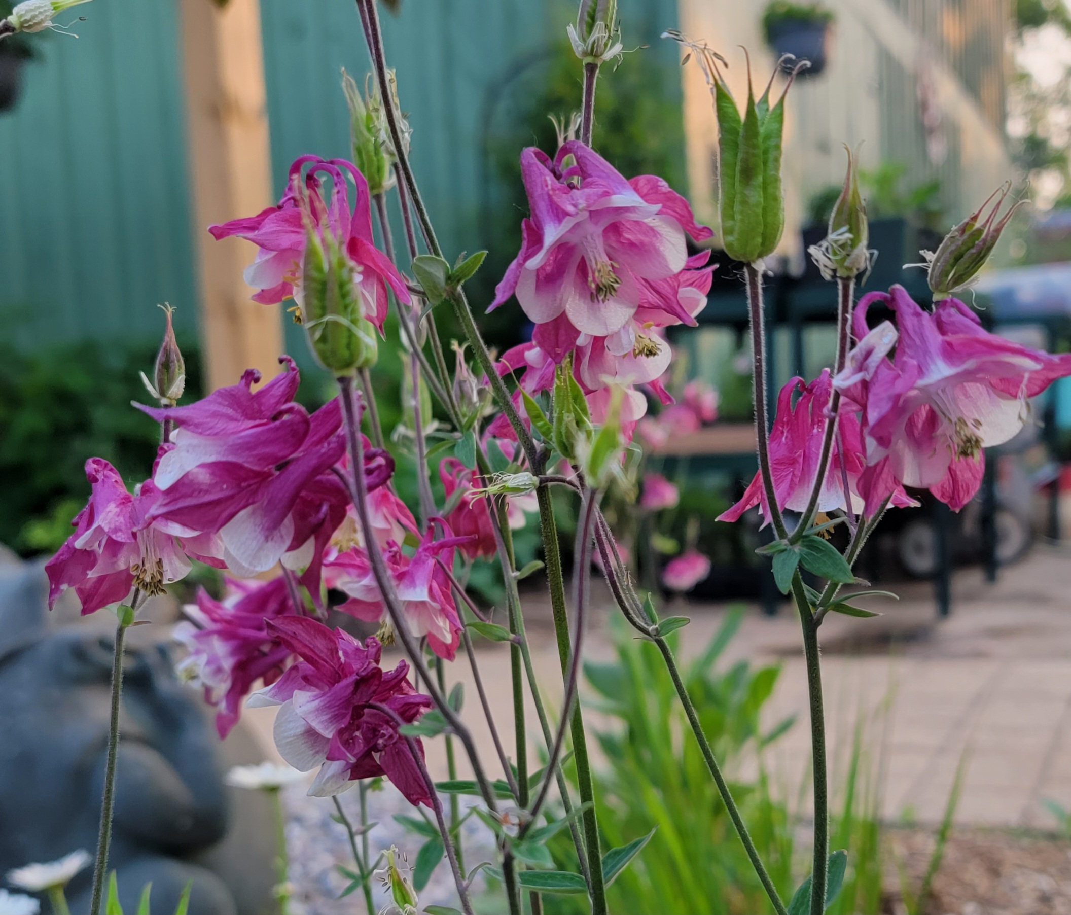 Why are my Columbines Changing Colour? | The Peterborough & Area Master ...