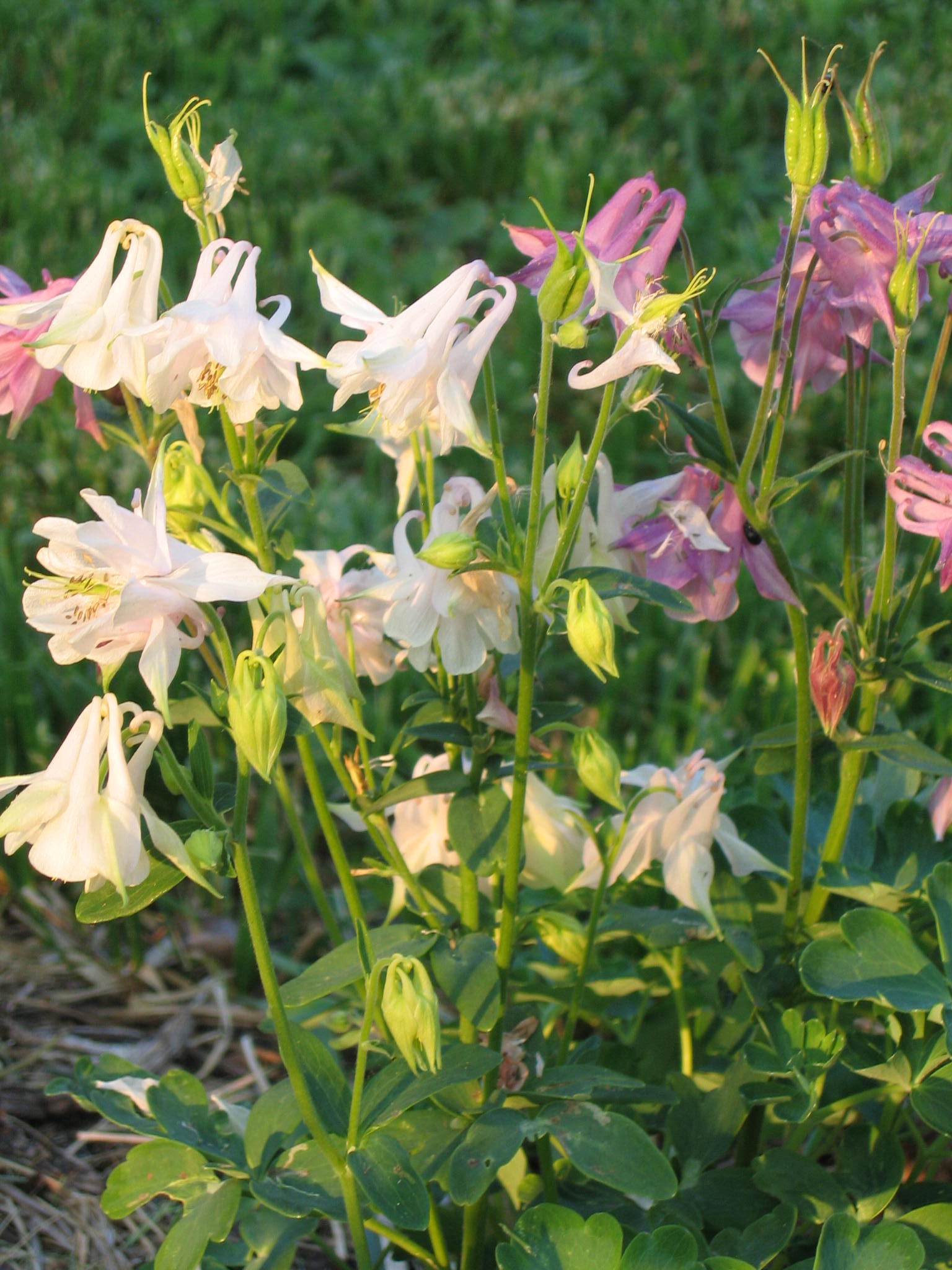 Why are my Columbines Changing Colour? | The Peterborough & Area Master ...