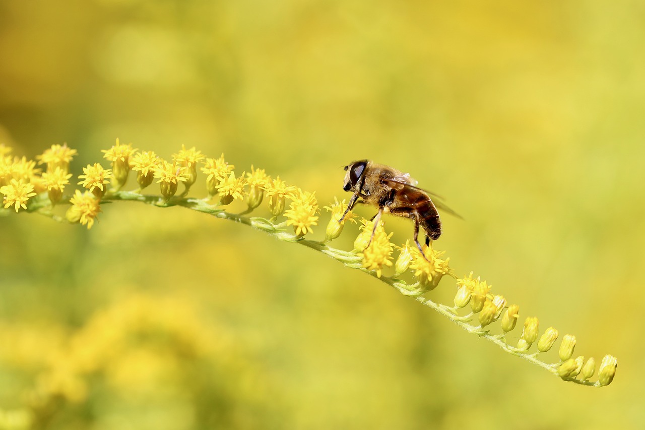 Native Ontario Goldenrods for Your Garden | The Peterborough & Area ...