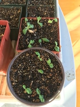 Using Root Cuttings to Propagate Plants | The Peterborough & Area ...