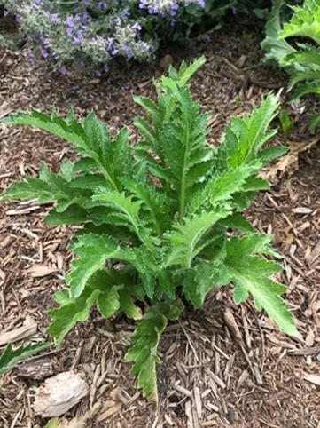 Using Root Cuttings to Propagate Plants | The Peterborough & Area ...