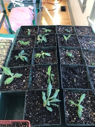 Using Root Cuttings to Propagate Plants | The Peterborough & Area ...