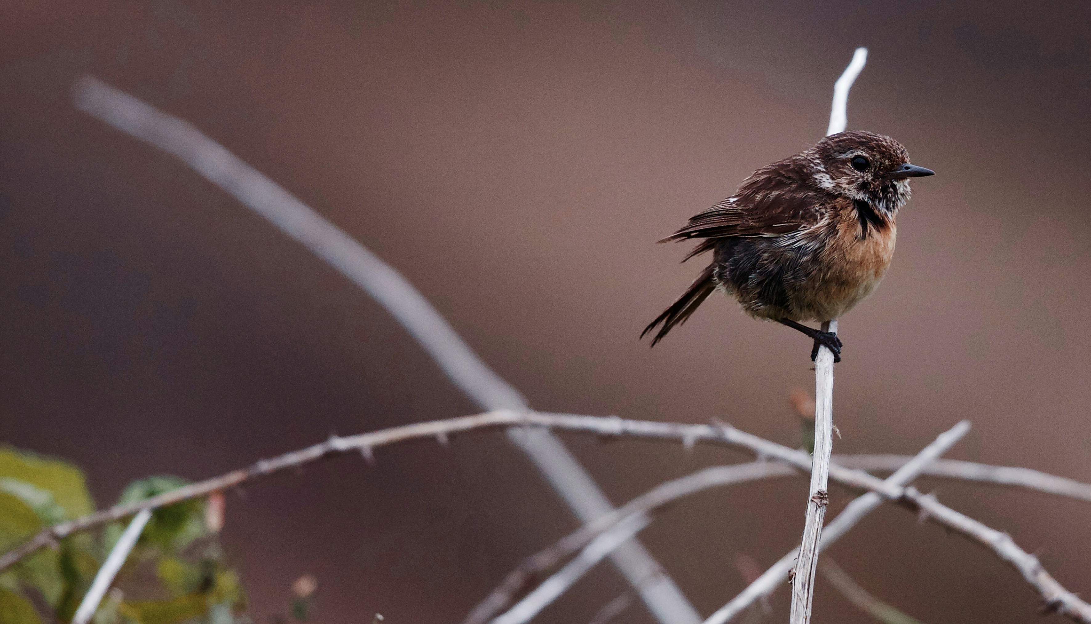 Creating a Wildlife Friendly Hedgerow in my Ontario Garden | The ...