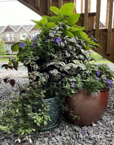 Container Gardening Basics | The Peterborough & Area Master Gardeners