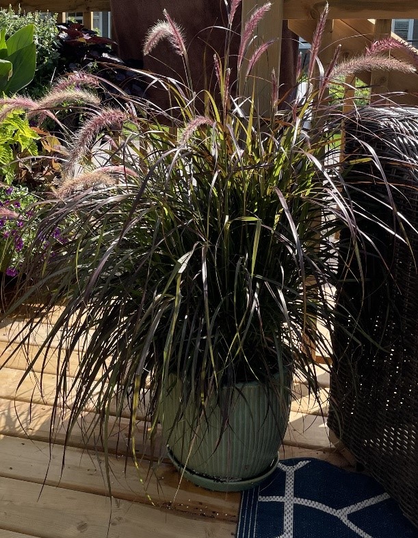 Container Gardening Basics | The Peterborough & Area Master Gardeners