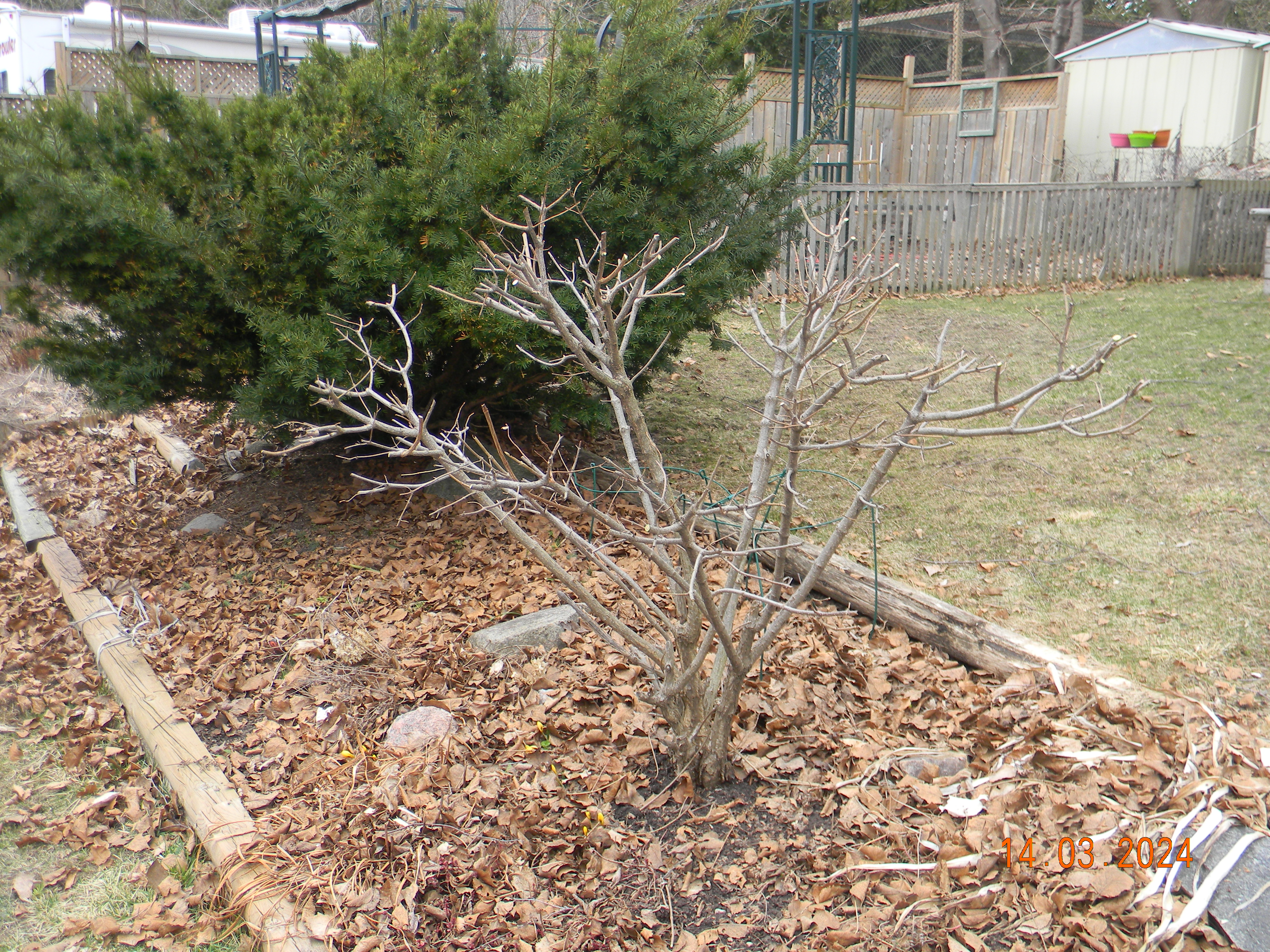 Rejuvenating Shrubs through the act of Coppicing | The Peterborough ...