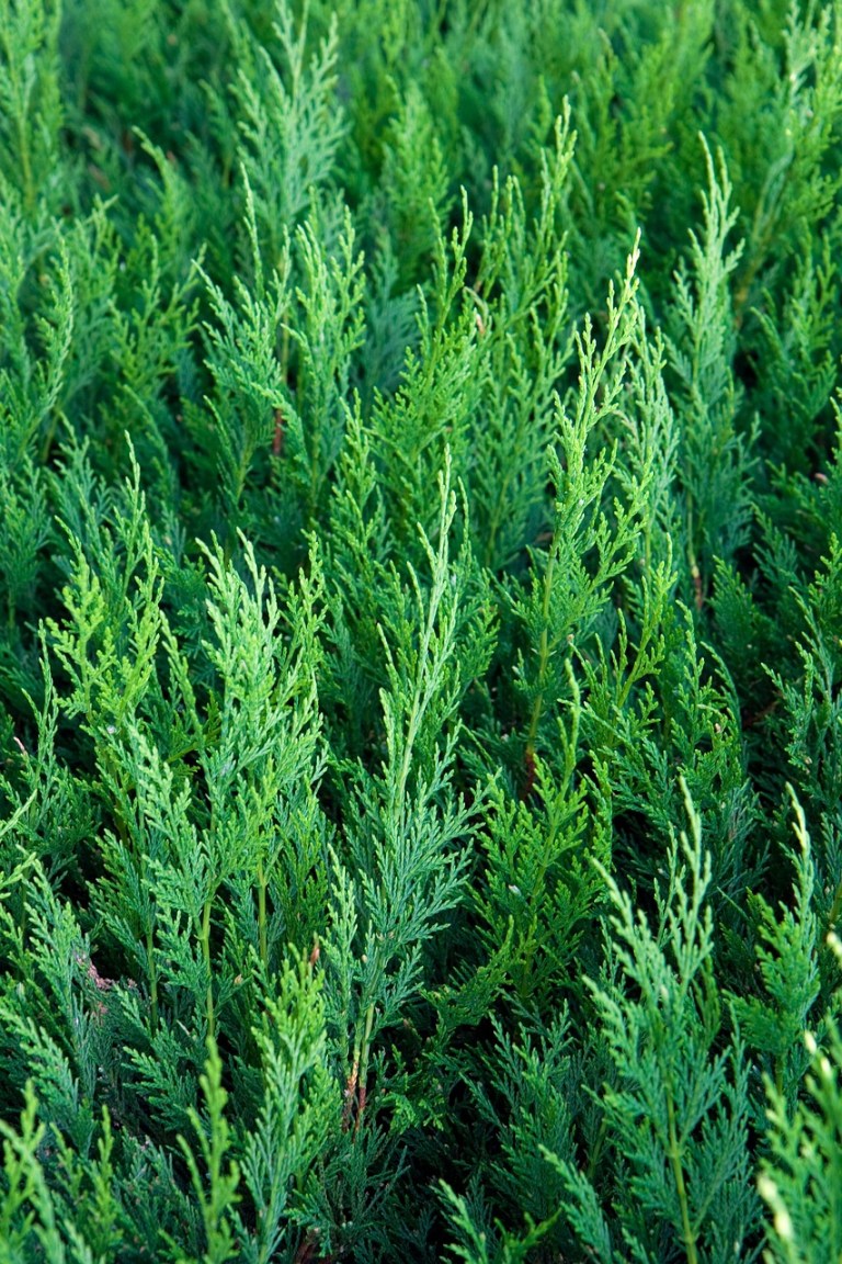 Planting Cedars in the Ontario Landscape | The Peterborough & Area ...