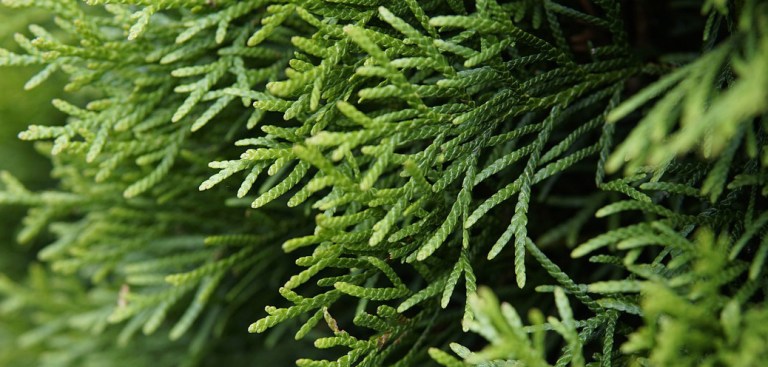 Planting Cedars in the Ontario Landscape | The Peterborough & Area ...