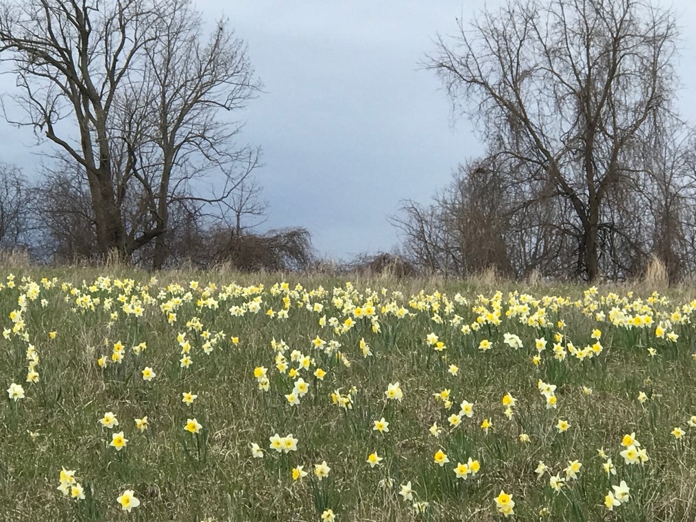 Maximizing the Beauty of Spring Bulbs | The Peterborough & Area Master ...