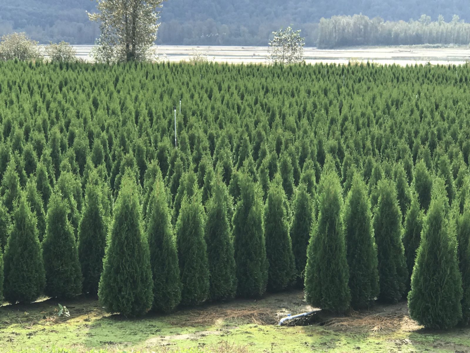 Planting Cedars in the Ontario Landscape | The Peterborough & Area ...