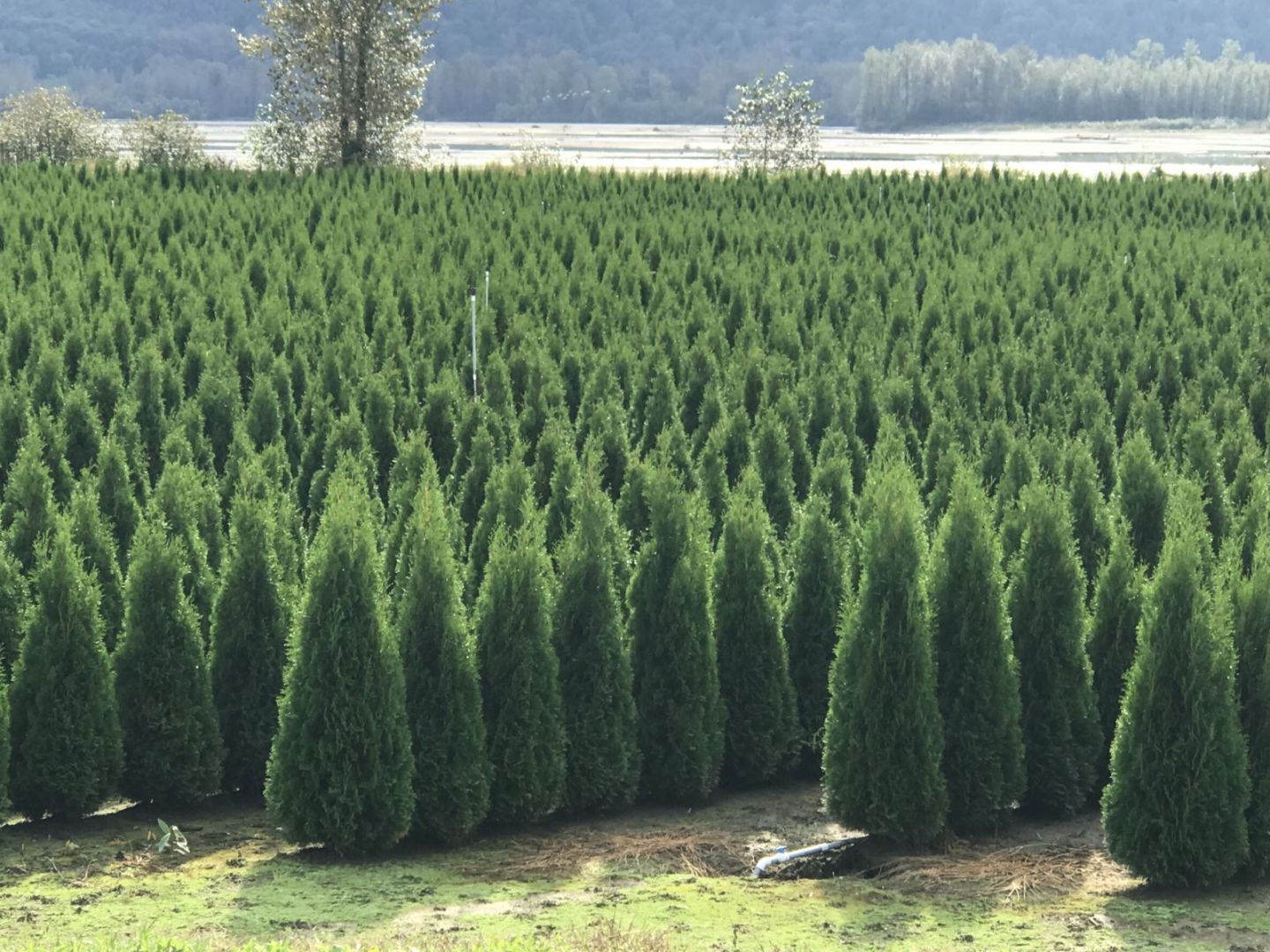 Planting Cedars in the Ontario Landscape | The Peterborough & Area ...