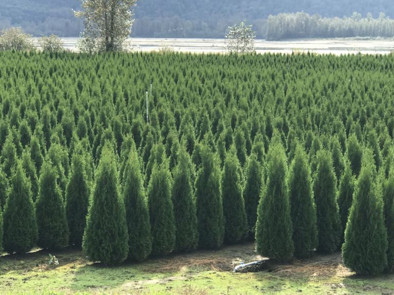 Planting Cedars in the Ontario Landscape | The Peterborough & Area ...