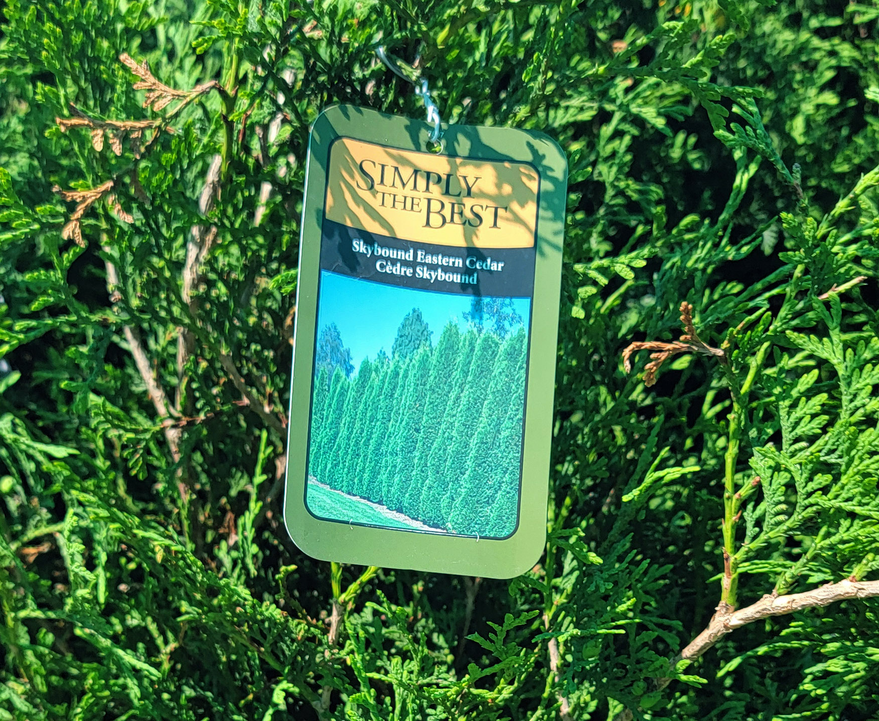 Planting Cedars in the Ontario Landscape | The Peterborough & Area ...