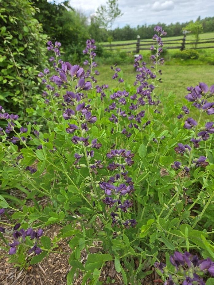 Let’s Talk about Baptisia! | The Peterborough & Area Master Gardeners